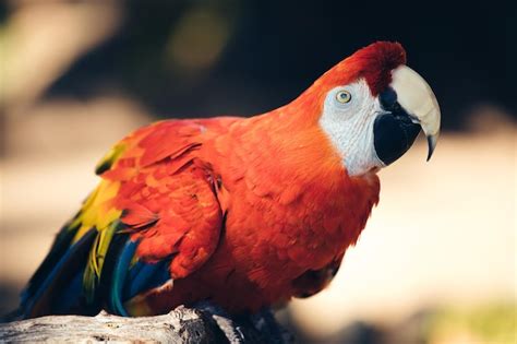 Premium Photo Close Up Of Parrot Amazon Rainforest Macaw