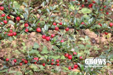 平枝栒子 Cotoneaster Horizontalis Decne