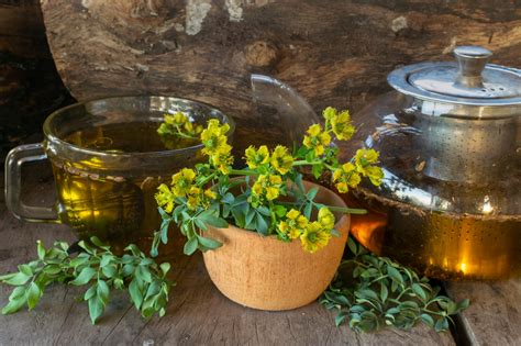 Qué Es La Ruda Y Para Qué Sirve Las Propiedades De Esta Planta