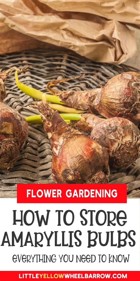 Storing Amaryllis Bulbs For Years Of Repeat Blooms