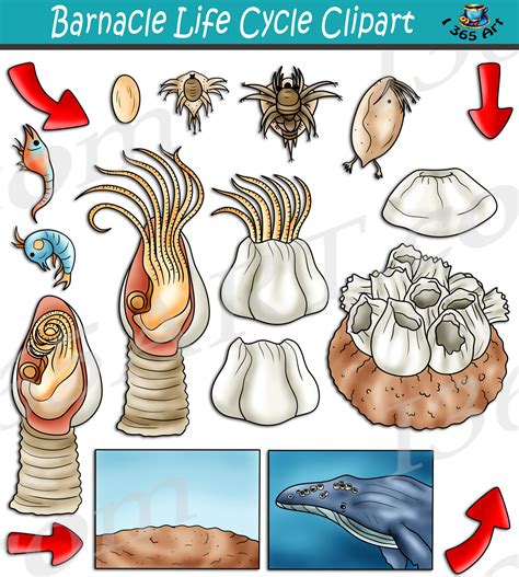 Barnacles Clipart