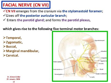 Peripheral Nervous System Cn Vii Sense Of Taste