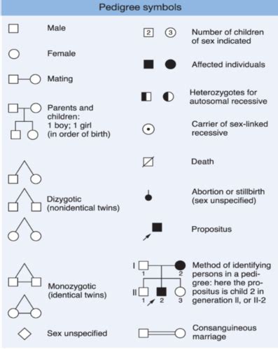 Genetics Exam 1 Flashcards Quizlet