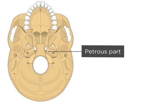 The Skull Bones Anatomy Inferior View Getbodysmart