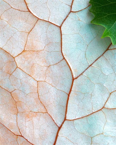 Intricate Leaf Vein Pattern Stock Illustration Illustration Of Greenery Biology 345467444