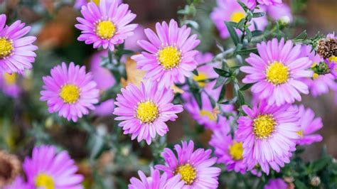 Color Of Aster Flowers