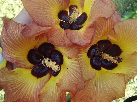Flor De Majagua Hibiscus Elatus Delio Garcia Flickr