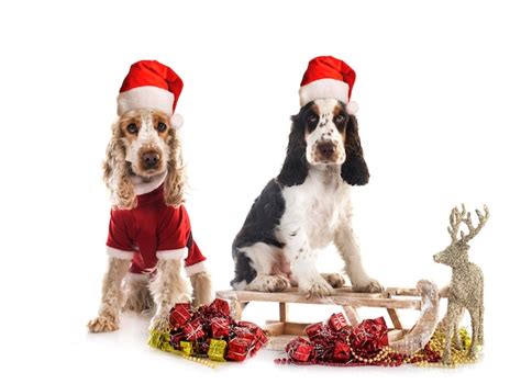 Premium Photo English Cocker Spaniel In Front Of White Background