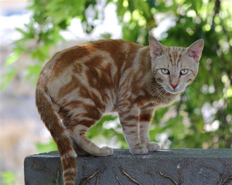 Cat Breeds The Sokoke Cat Characteristics And Behavior Artofit