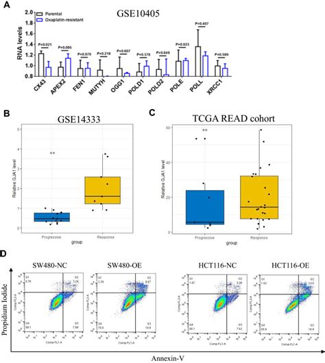 Gja1 Is A Prognostic Biomarker And Correlated With Immune Infiltrates