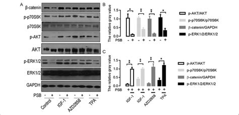 Effect Of Psb On The Related Protein Expression Of Signaling Pathways Download Scientific