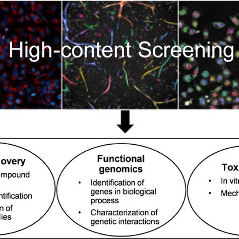 Applications Of High Content Screening Hcs Has Been Applied At All