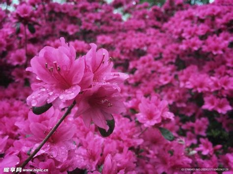 百合摄影图花草生物世界摄影图库昵图网