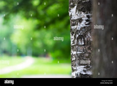 Right Aligned Tree Trunk Bokeh Background Stock Photo Alamy