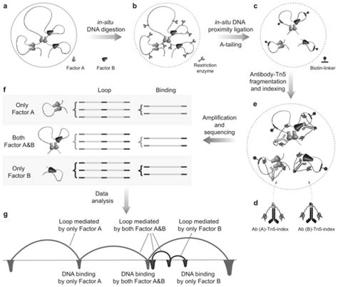 Method For Detecting Chromosome Interaction Eureka Patsnap