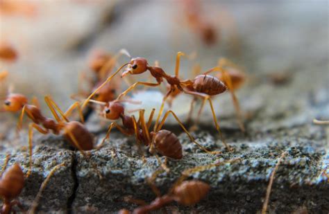 Inside The Nest How Ant Colonies Work