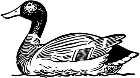 Duck Classic Stock Illustrations 2096 Duck Classic Stock