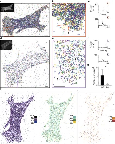 Smim Illustrates The Effect Of Antibody Valency On Antibody Antigen
