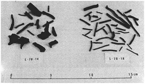 Typical Carbonized Rootlets Separated From Soil Beneath Prehistoric