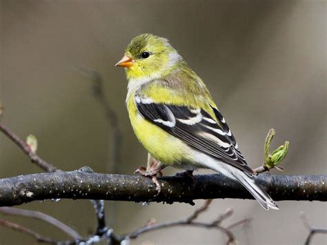 American Goldfinch Ebird
