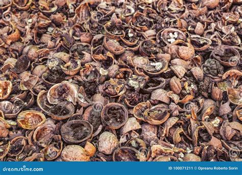 Cracked Nuts Infected With Mold Stock Image Image Of Mildew Fruit