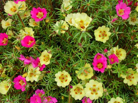 Portulaca Grandiflora Moss Rose World Of Succulents