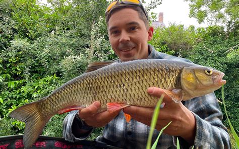River Thames Produces One Of The Largest Perch On Record Predator
