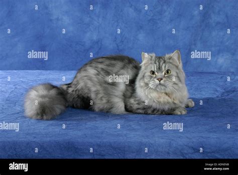 Silver Tabby Persian