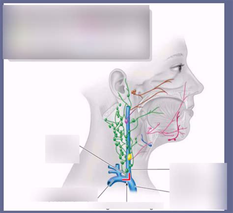 Diagram Of Lymphatics In Neck Quizlet