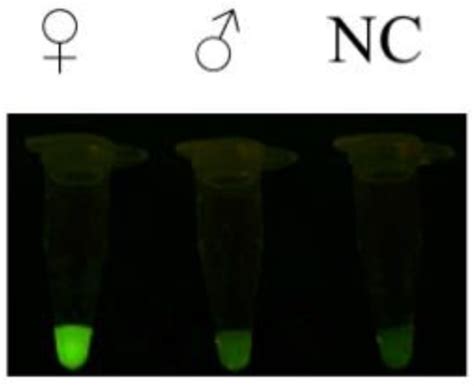 Using Recombinase Aid Amplification Combined With Pyrococcus Furiosus Argonaute For Rapid Sex