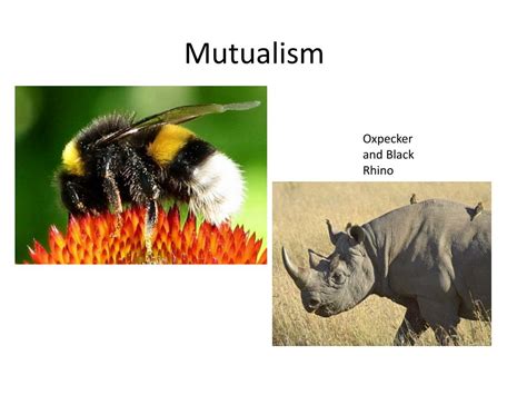 Ppt Biotic Interactions Powerpoint Presentation Free Download Id