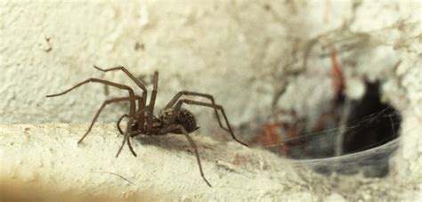 Giant House Spiders Dangerous