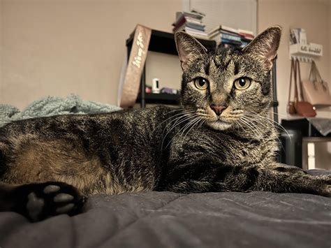 My Sweet Manx Cat Rcats