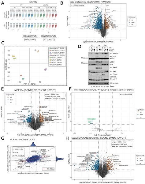 The Ribotoxic Stress Response Drives Uv Mediated Cell Death Cell