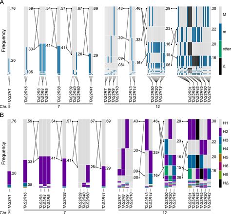 haplotype block structure common haplotype and long range haplotype
