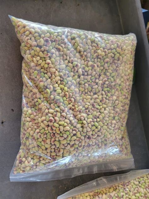 Purple Hull Pea Plant Spacing How To Plant Pinkeye Purple Hull Peas Exwj