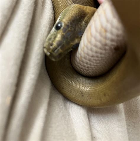 Everyone Rock Pythons Are Mean Tiamat My Supposedly Vicious Noodle