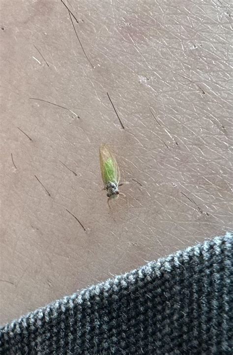 What Bug Is This Ohio Rwhatbugisthis