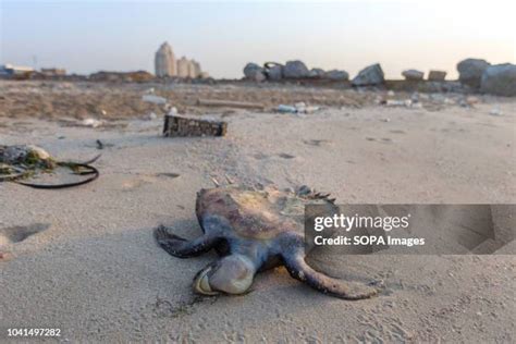 Dead Turtle Photos And Premium High Res Pictures Getty Images