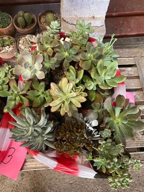 Assorted Succulents Furniture And Home Living Gardening Plants And Seeds