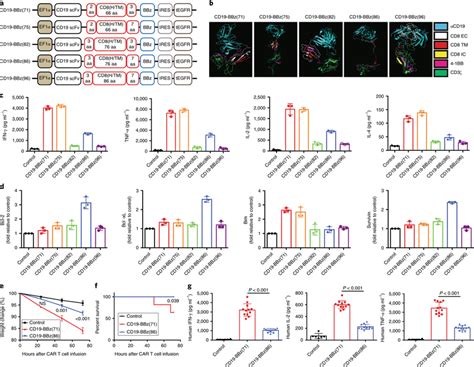 Cd19 Bbz 86 Transduced Car T Cells Have Lower Cytokine Production And Download Scientific