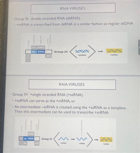 Group Iii Double Stranded Rna Dsrna Mrna Is