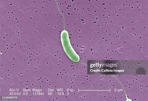 Halophilic Bacteria