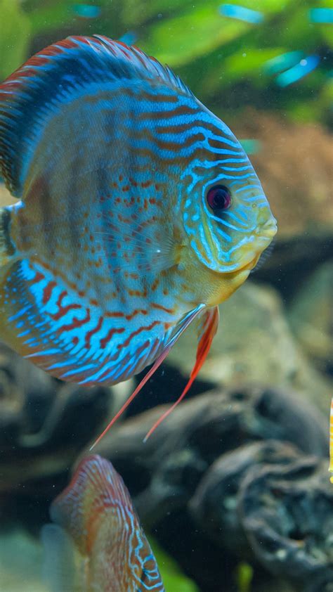 Discus Fish Wallpapers Top Free Discus Fish Backgrounds Wallpaperaccess