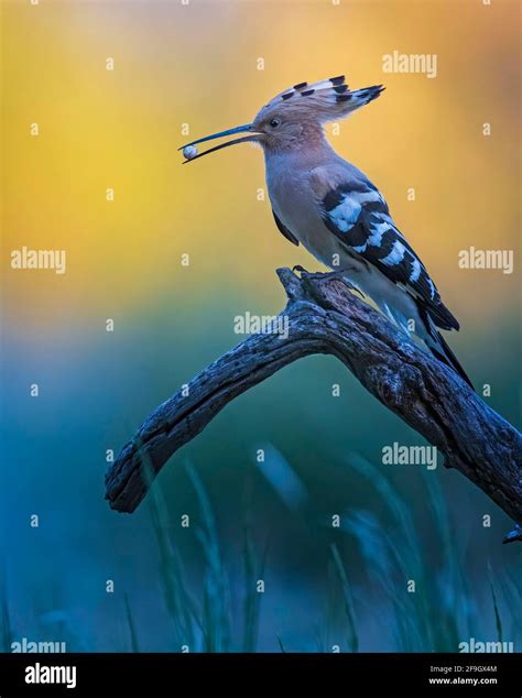 Hoopoe Upupa Epops With Lizard Egg As Food Sunrise Middle Elbe Biosphere Reserve Germany