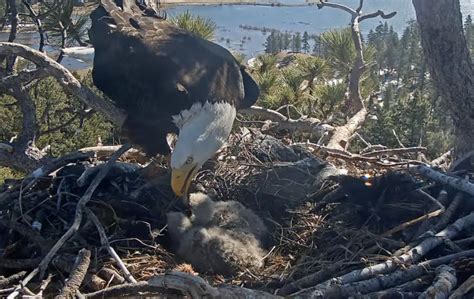 Want To Help Name A Big Bear Eaglet We Have The Details Laist