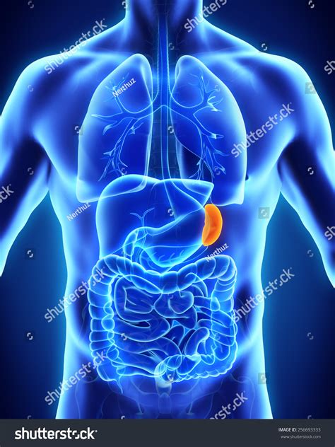 Human Spleen Anatomy Stock Illustration 256693333 Shutterstock