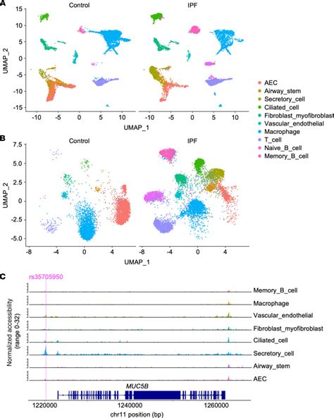 The Muc5b Associated Variant Rs35705950 Resides Within An Enhancer