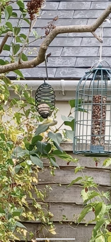 Help Identifying Bird In My Garden Rcasualuk