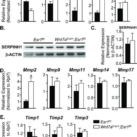 Expression Of Other Proteases And Protease Inhibitors In The Uterus